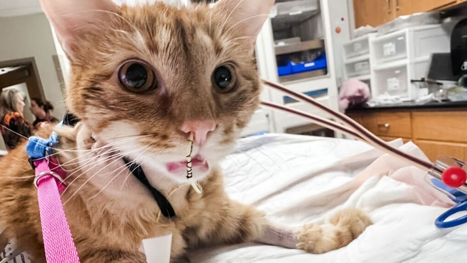 Veterinary Hospital